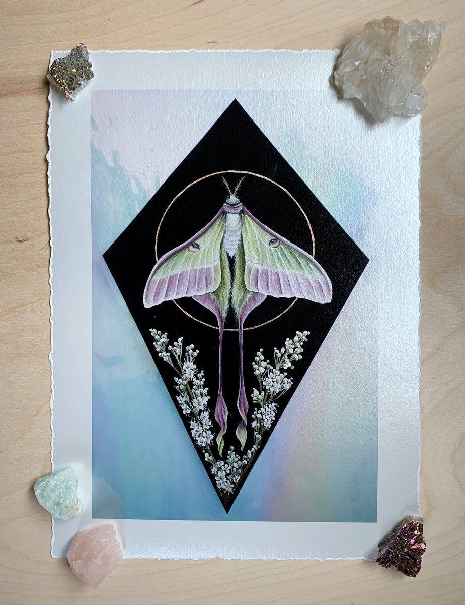Chinese Moon Moth + Meadowsweet PRINT – Katie LeVan Artwork